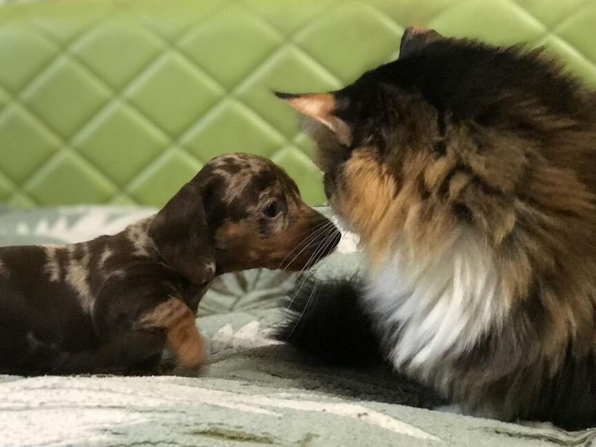 Девочка таксы кроличей/миниатюрной