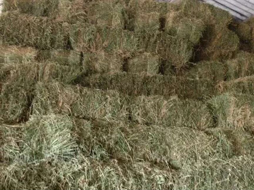 Сено люцерны суданки солома