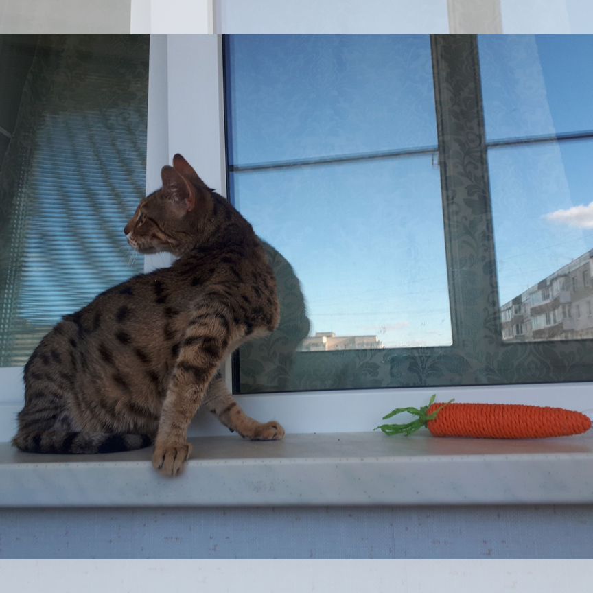 Кошка саванна ф5 с правом разведения