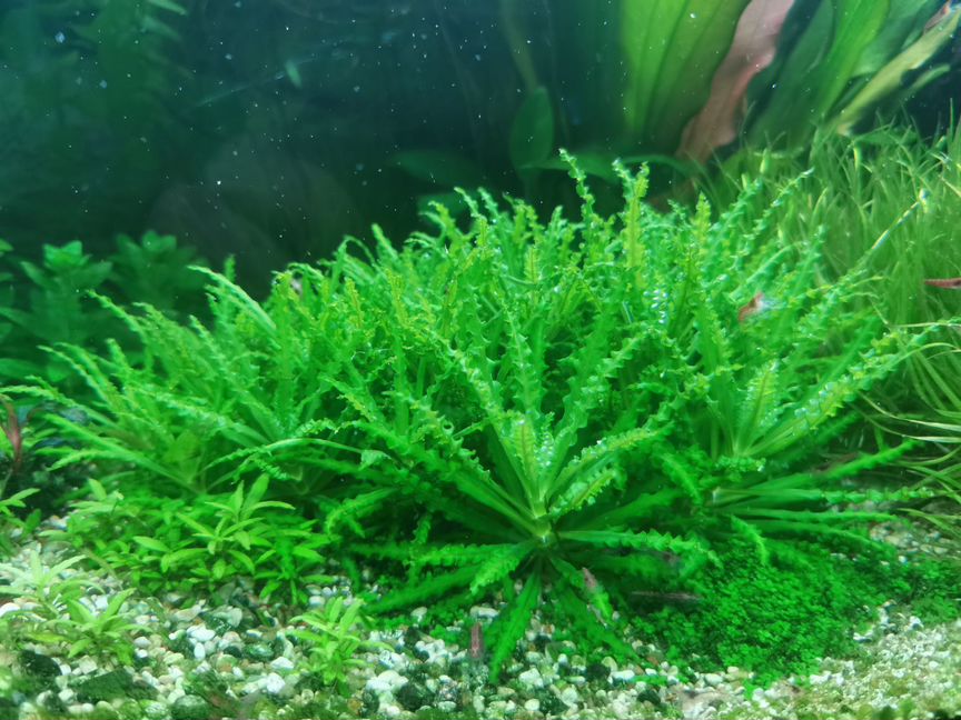 Аквариумные растения