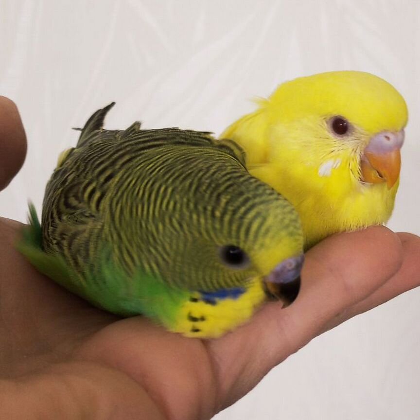 Птенчики волнистых попугайчиков