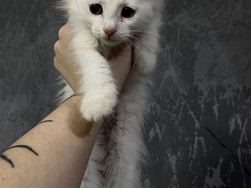 Котята Турецкой ангоры