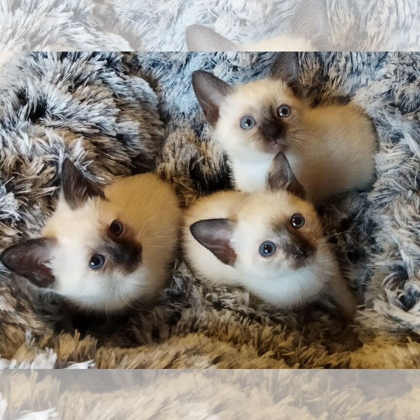 Котята меконгского бобтейла