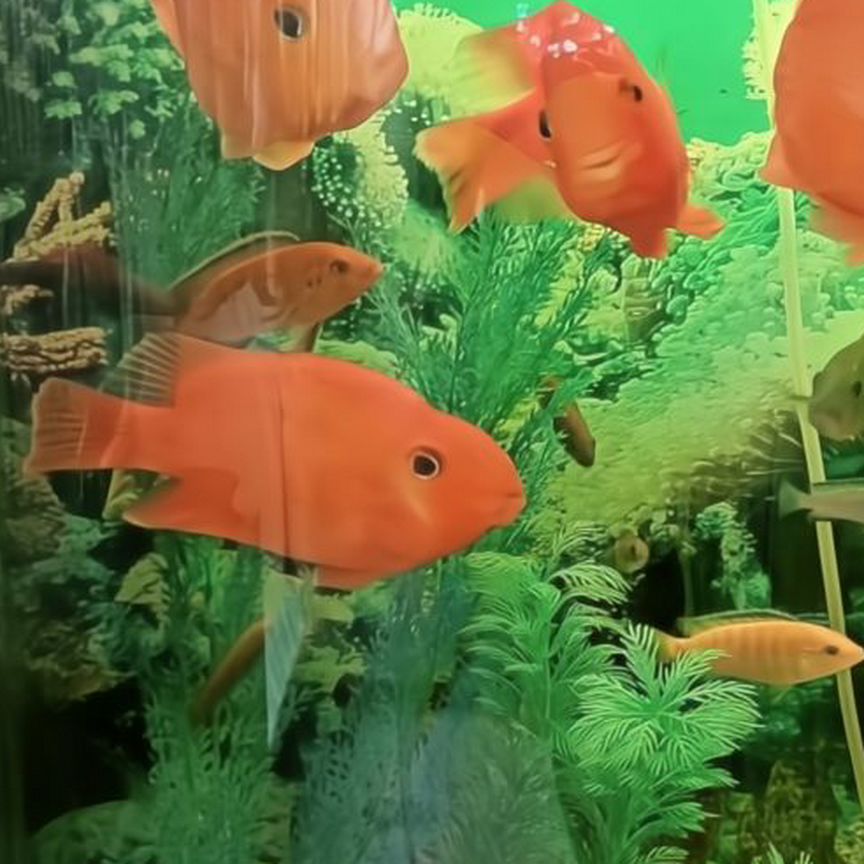 Аквариумная рыба попугай