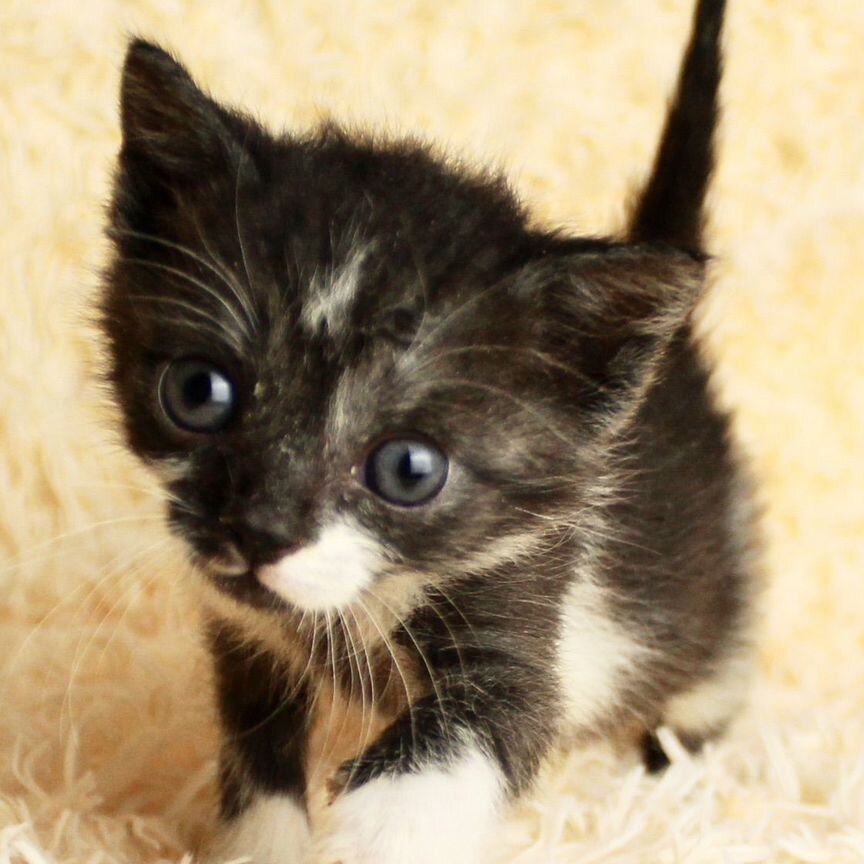 Котенок мальчик в добрые руки