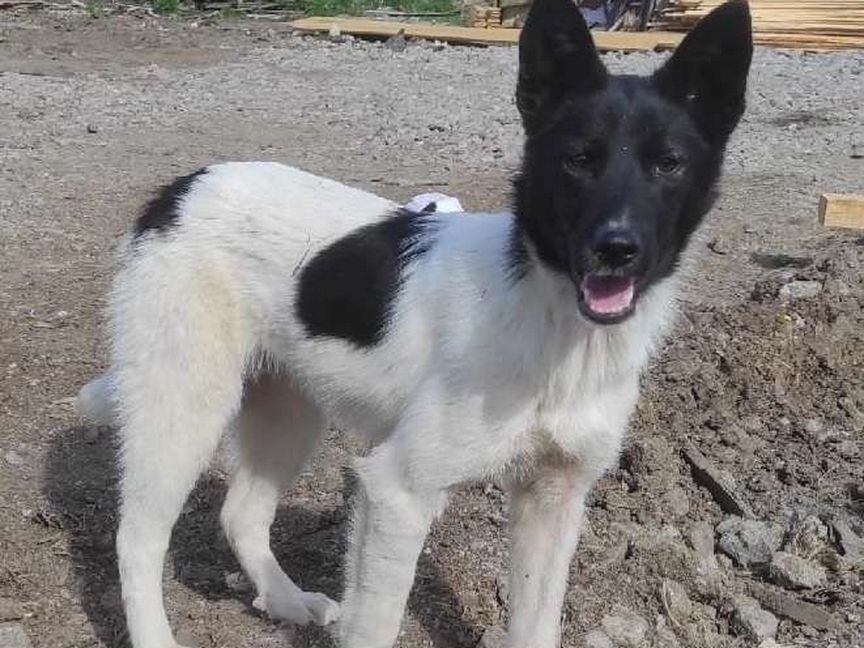 Собаки в добрые руки