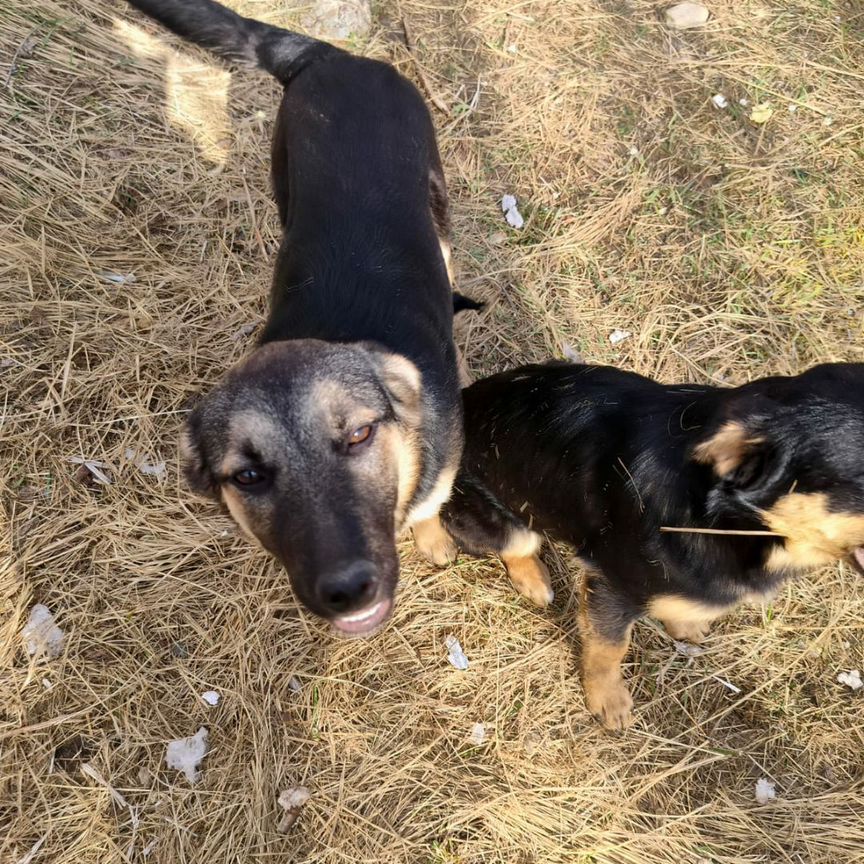 Собака в добрые руки