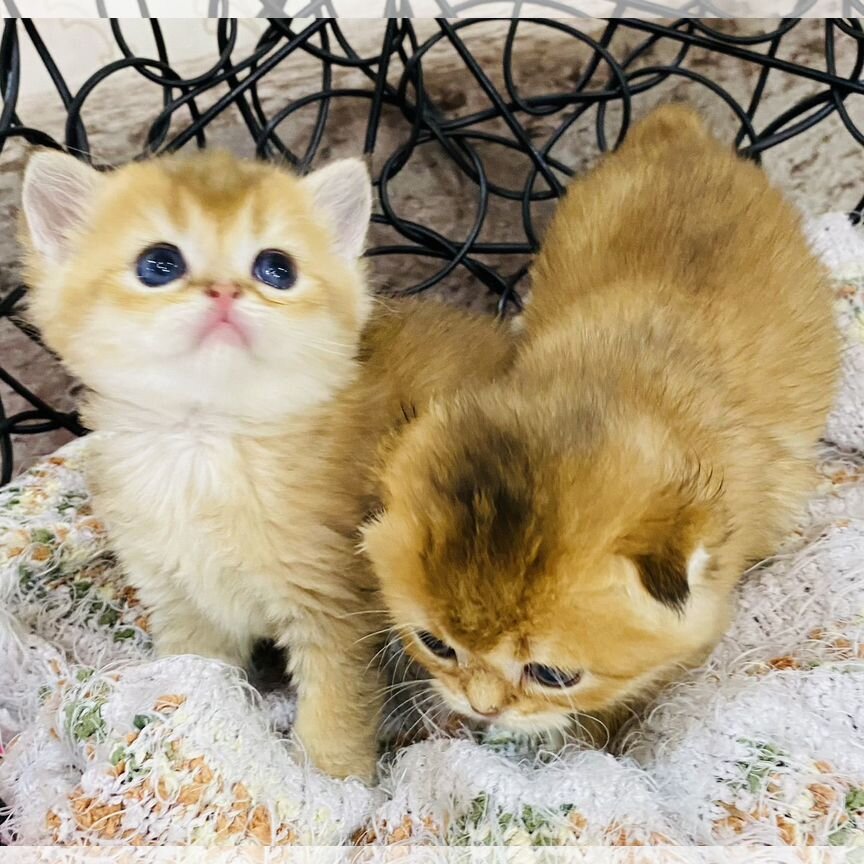 Шотландские золотые шиншиллы котята