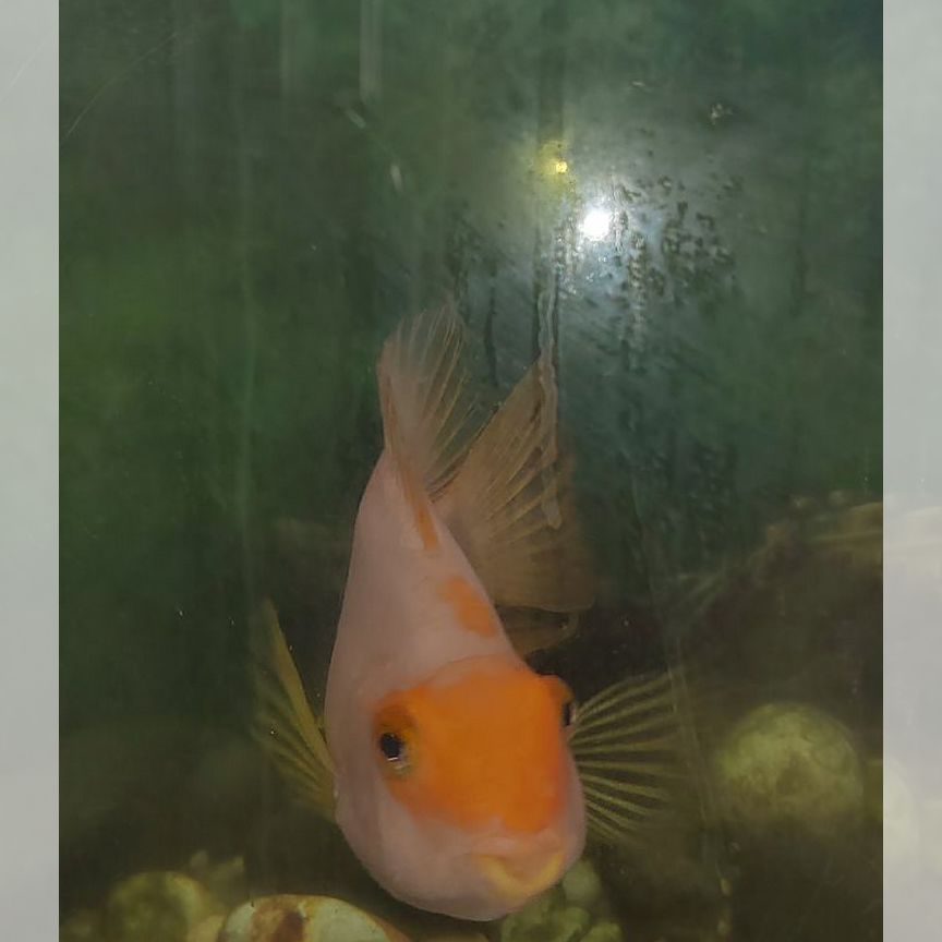 Аквариумные рыбки