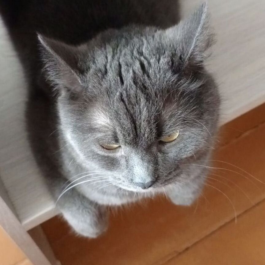 Отдам кота в добрые руки бесплатно, кастрирован