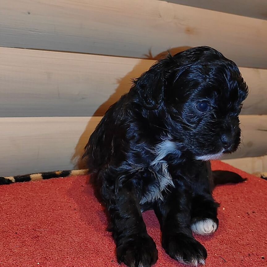 Карликовый пудель