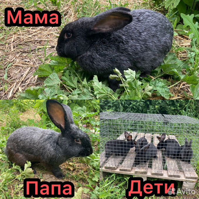 Кролик Полтавское Серебро