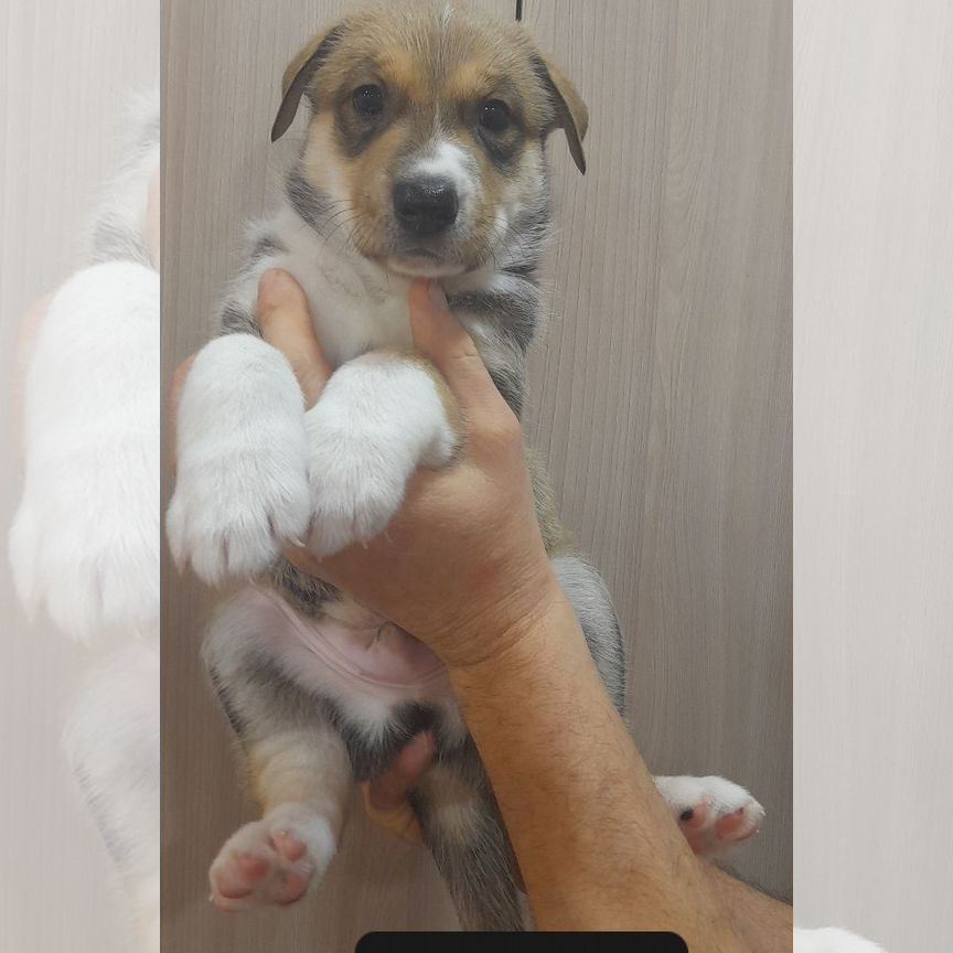 Щенок в добрые руки