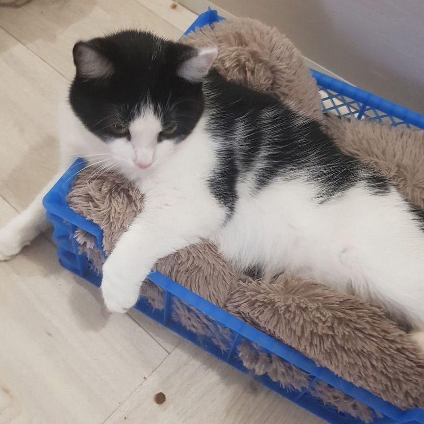 Взрослая кошка в добрые руки