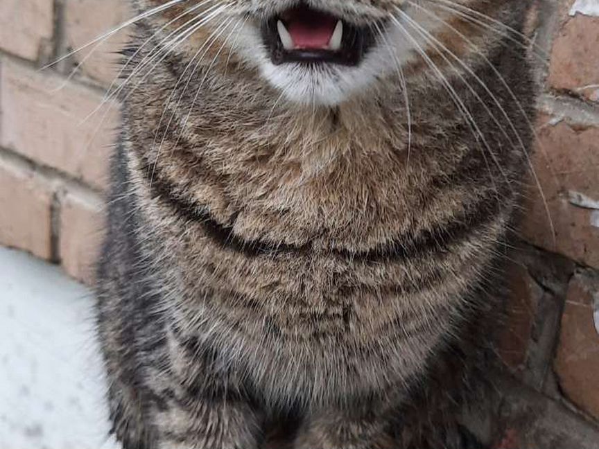 Шикарный кот в добрые руки