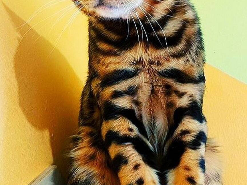 Бенгальская эксклюзивная девочка от Чемпиона