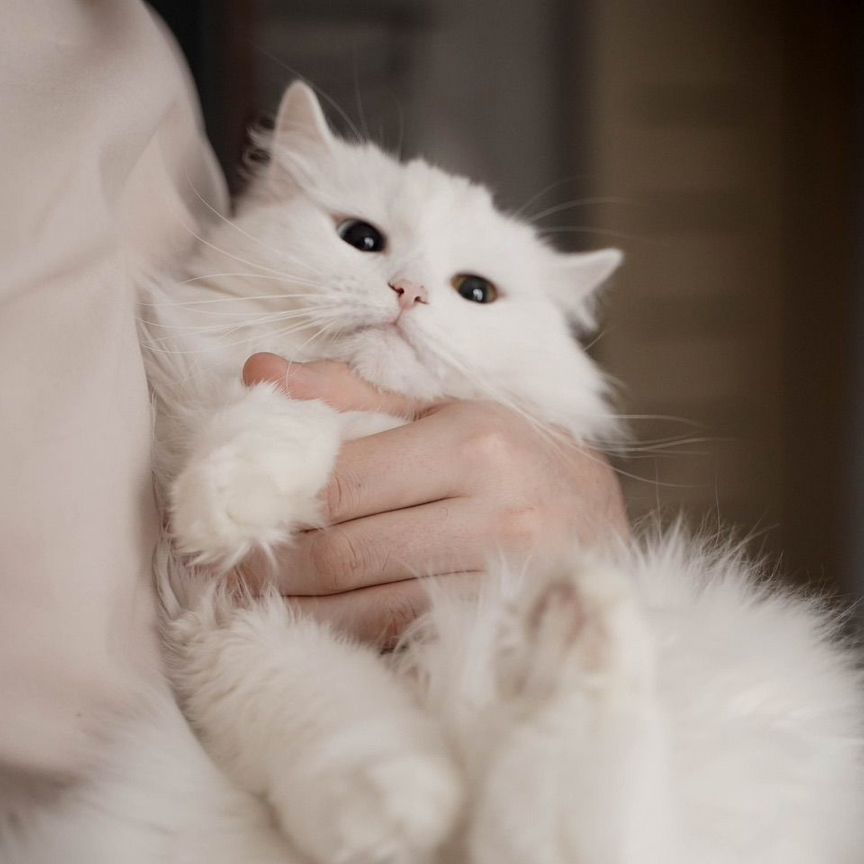 Кошки в добрые руки бесплатно