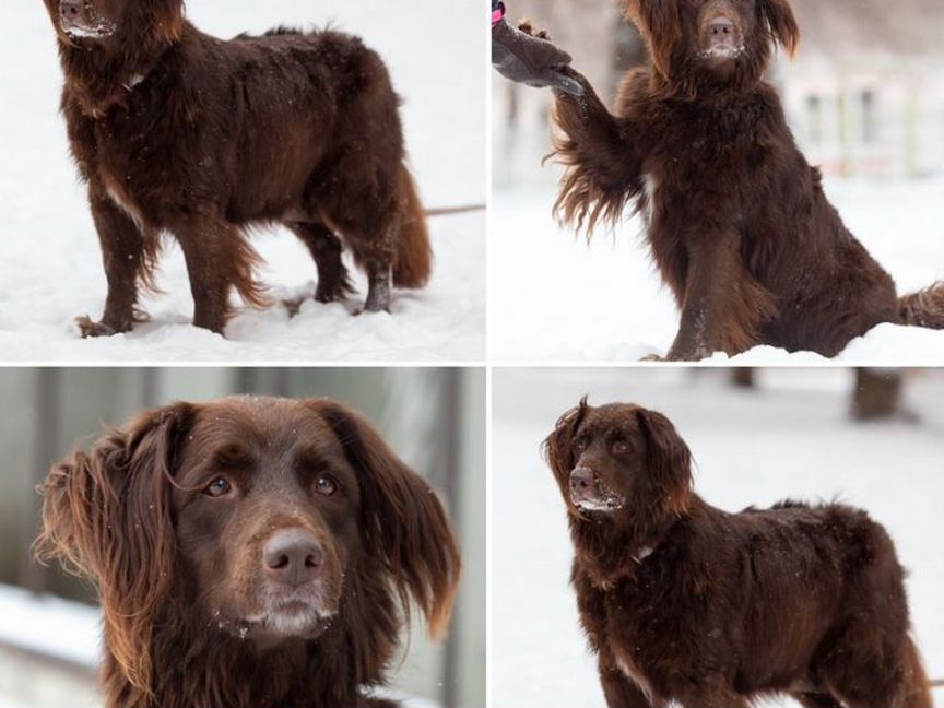 Собака в добрые руки отдам бесплатно