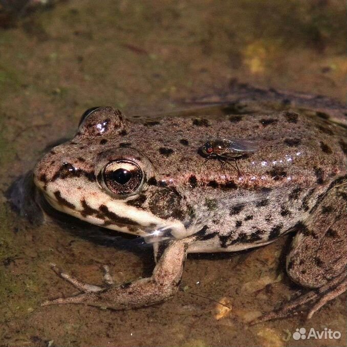 Речные лягушки,кормовые