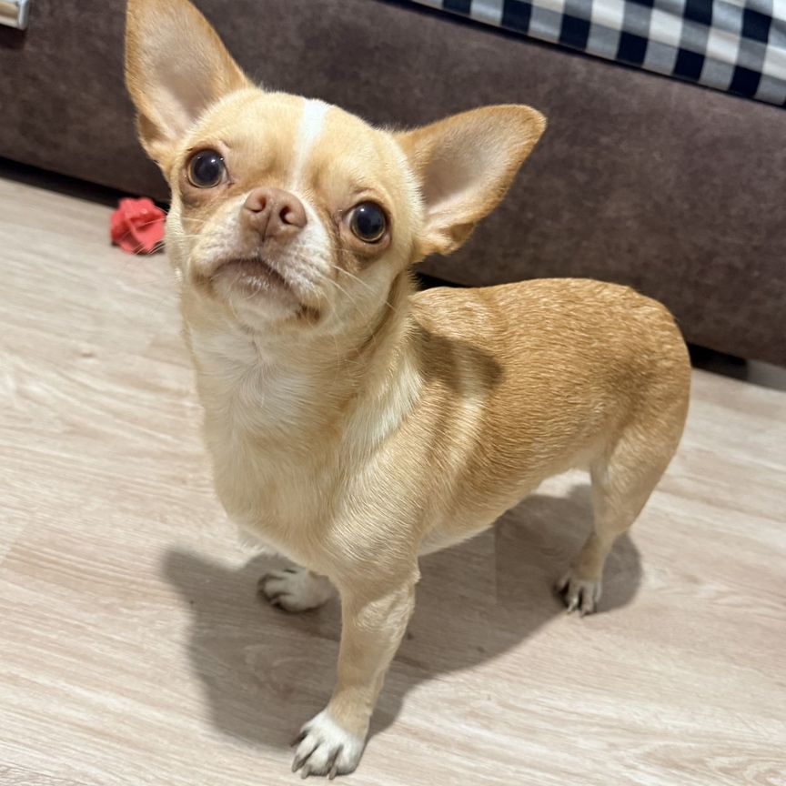 Чихуахуа, взрослая собака