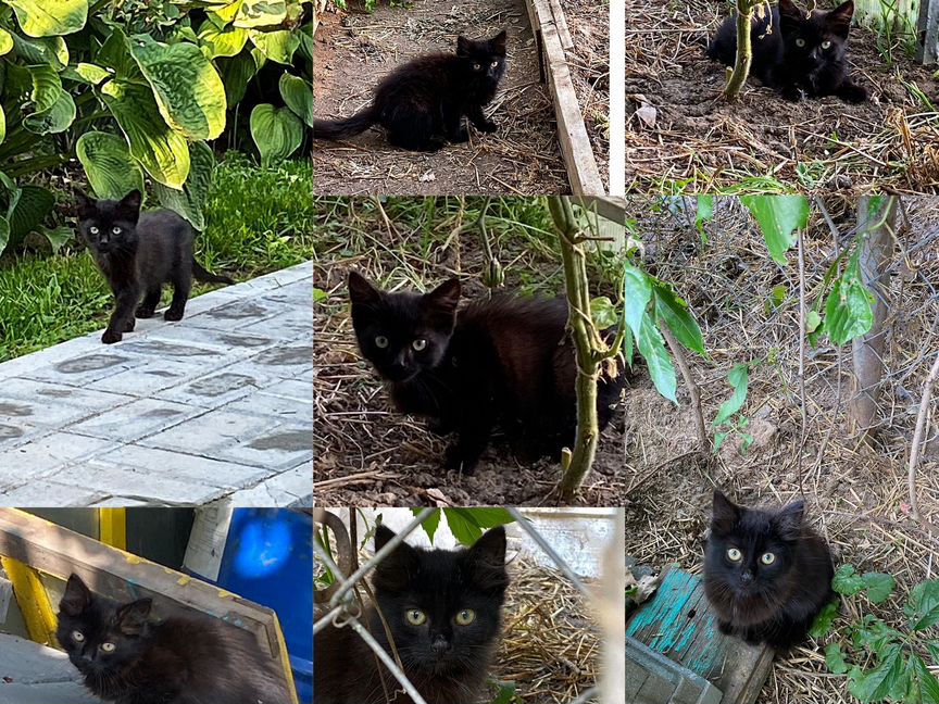 Котята в добрые руки