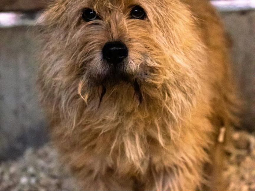 Перс приехал в приют