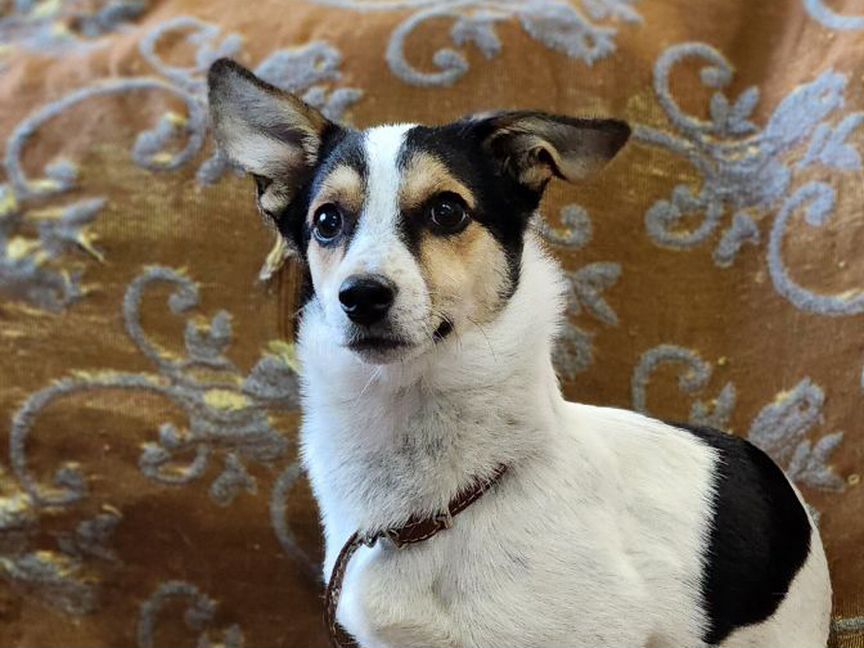 Гномик ищет дом