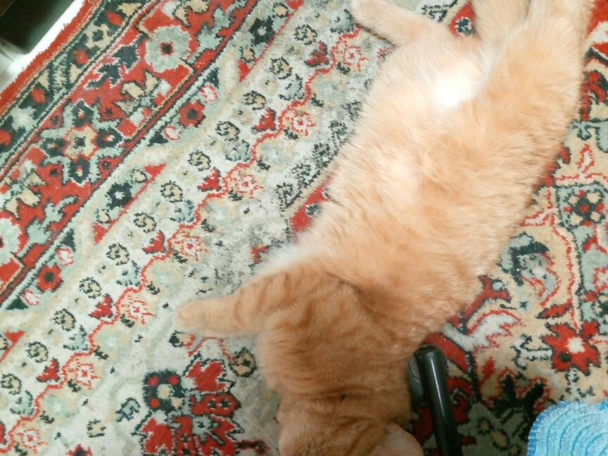 Кот