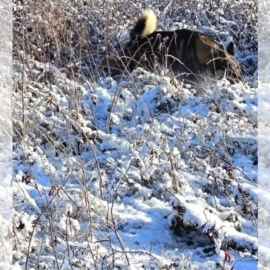 Западносибирская лайка, взрослая собака