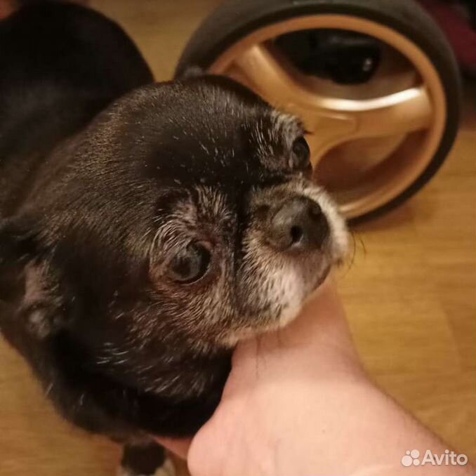 Чихуахуа ищет дом