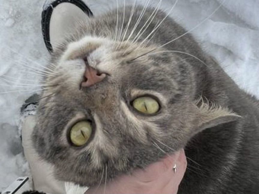 Отдам кота в добрые руки