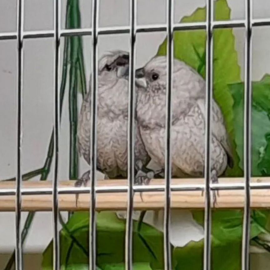 Японские амадины жемчужные
