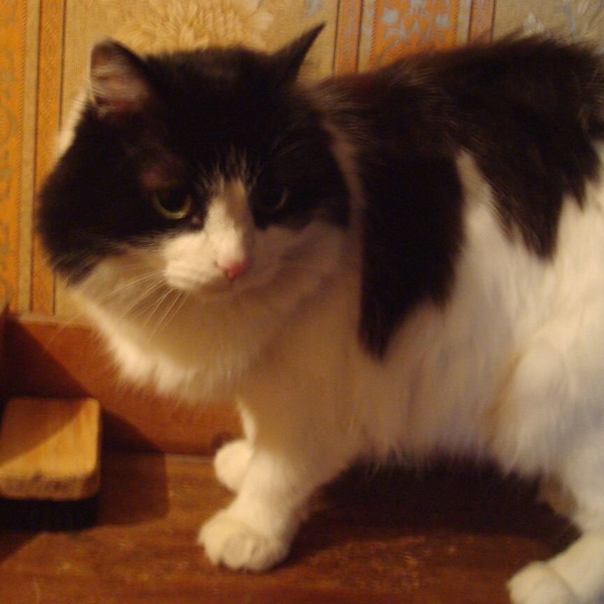 Кошка барселона 8 лет.чистая.стерилизованная.отдам