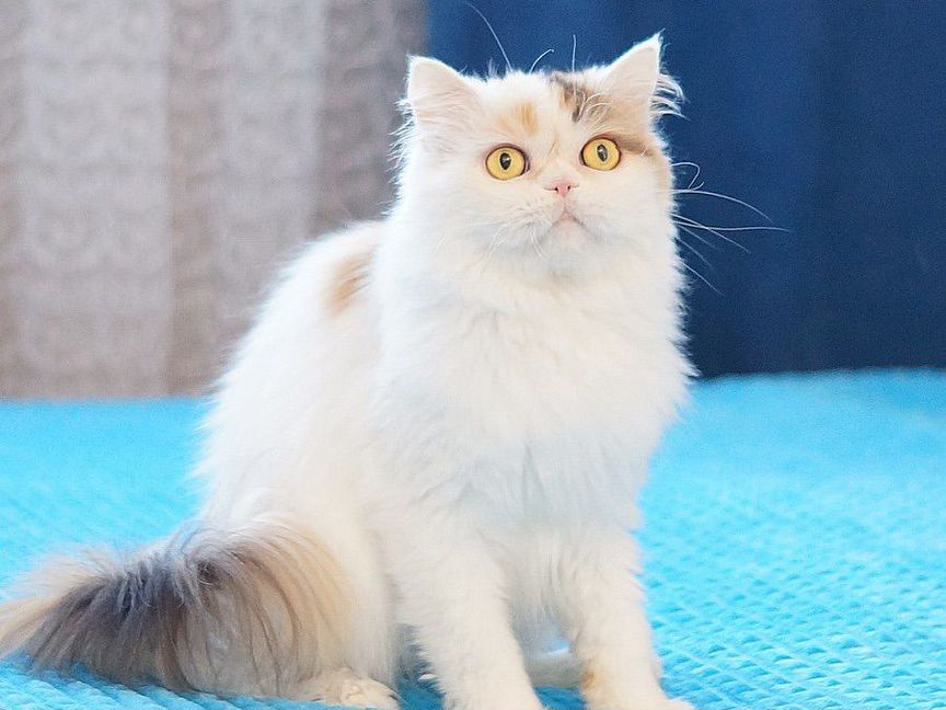 Хайленд Страйт шотландская девочка