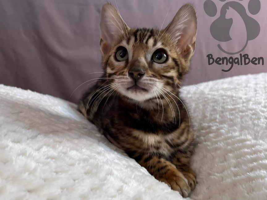 Бенгальская