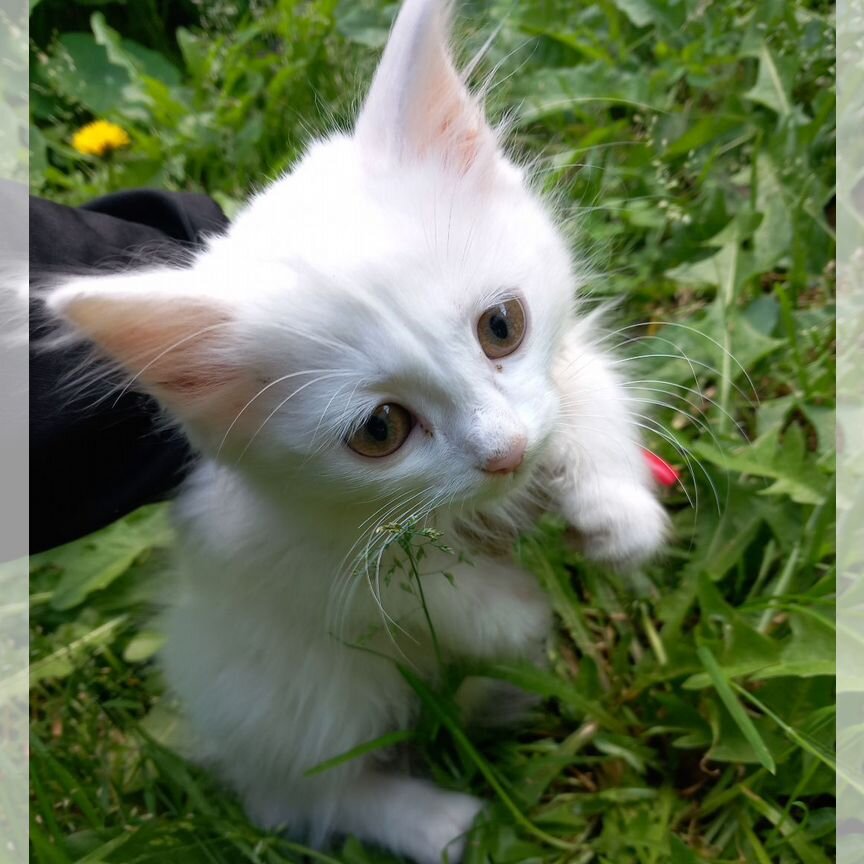 Котенок