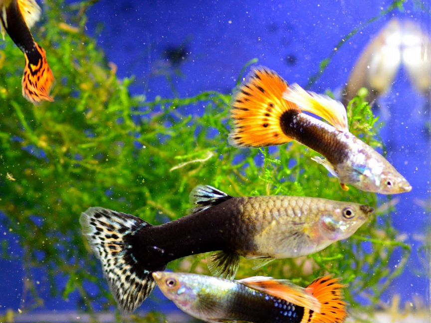 Рыбки гуппии, улитки мелании