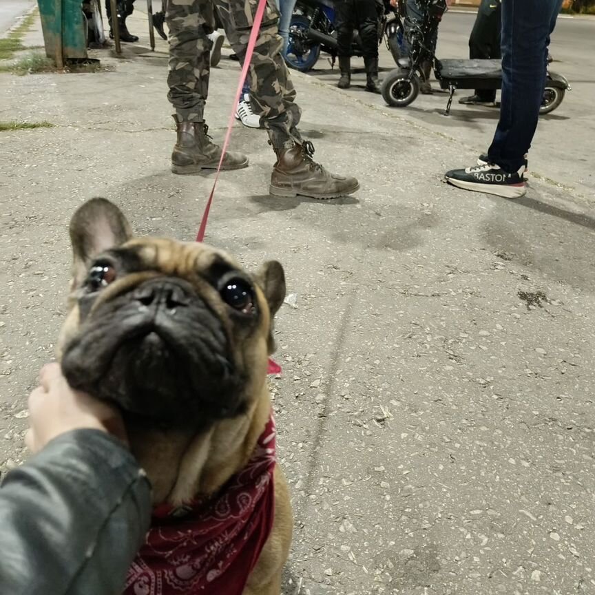 Французский бульдог