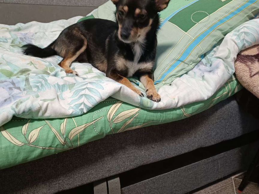 Тойтерьер помесь