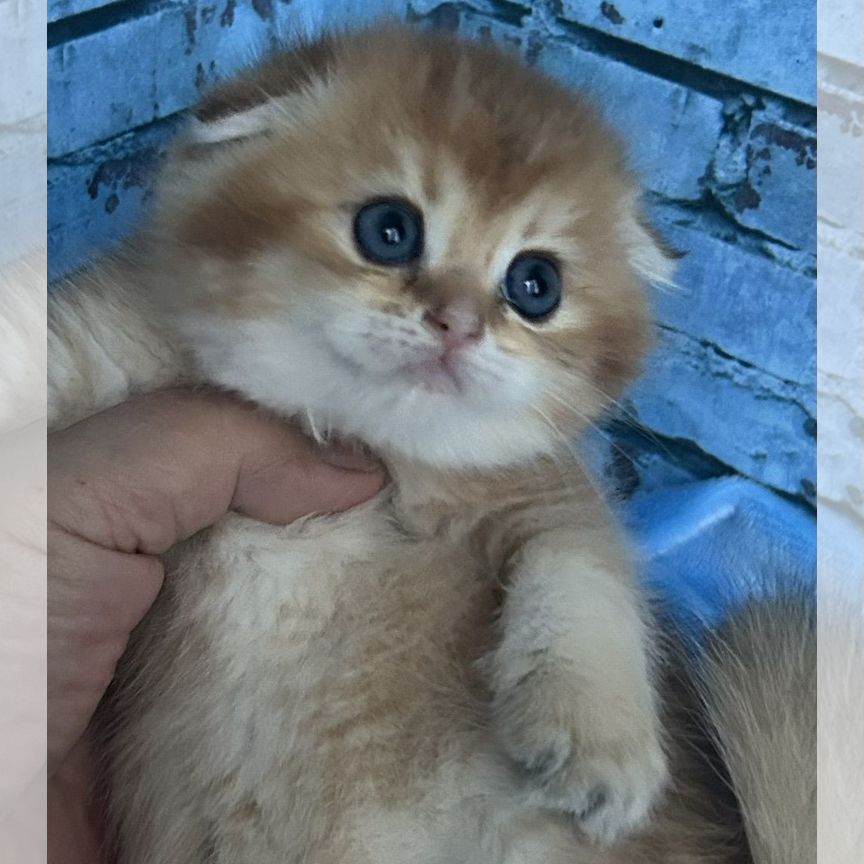 Шотландская вислоухая кошечка золотого окраса