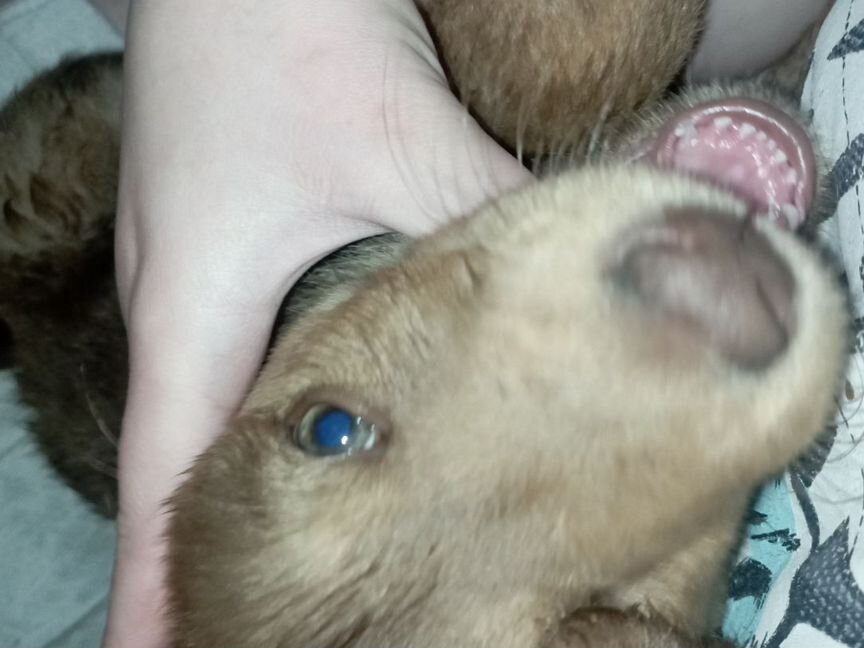 Найдены щенки