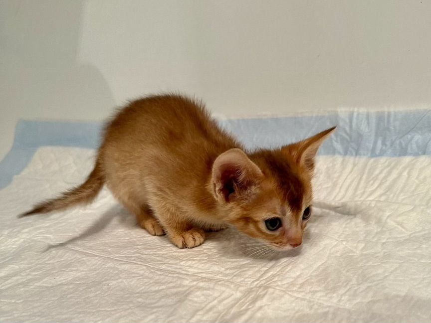Абиссинский котенок