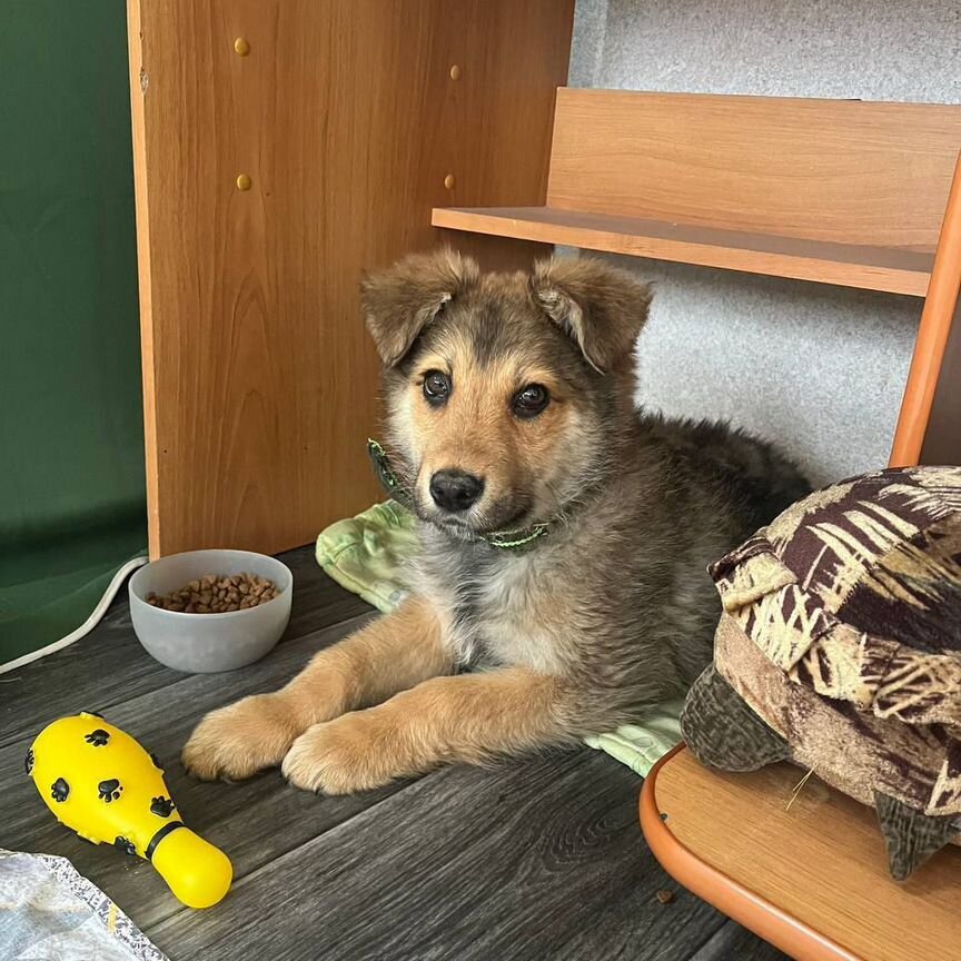 Щенок в добрые руки бесплатно мальчик