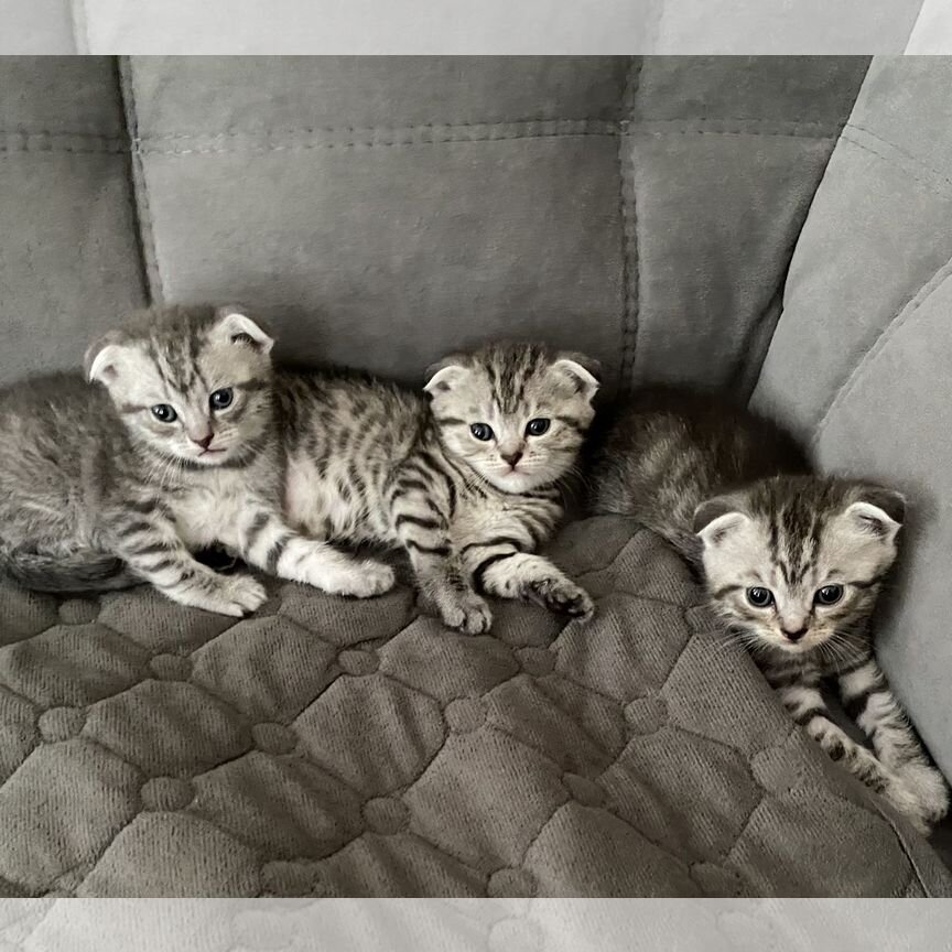 Вислоухие котята