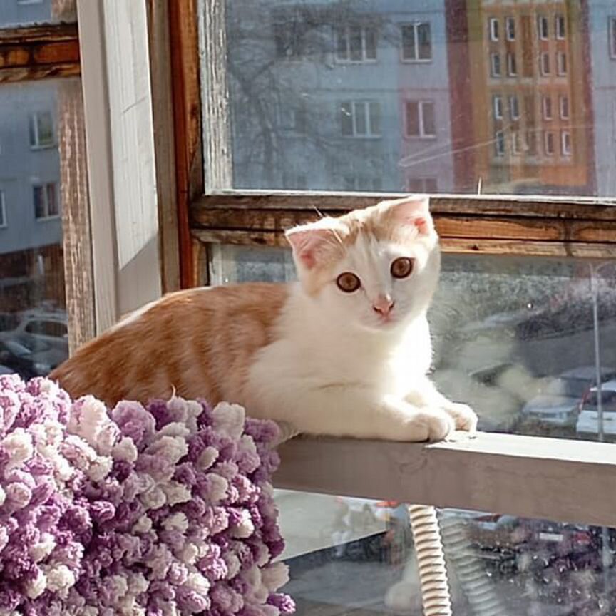 Котик бесплатно в добрые руки