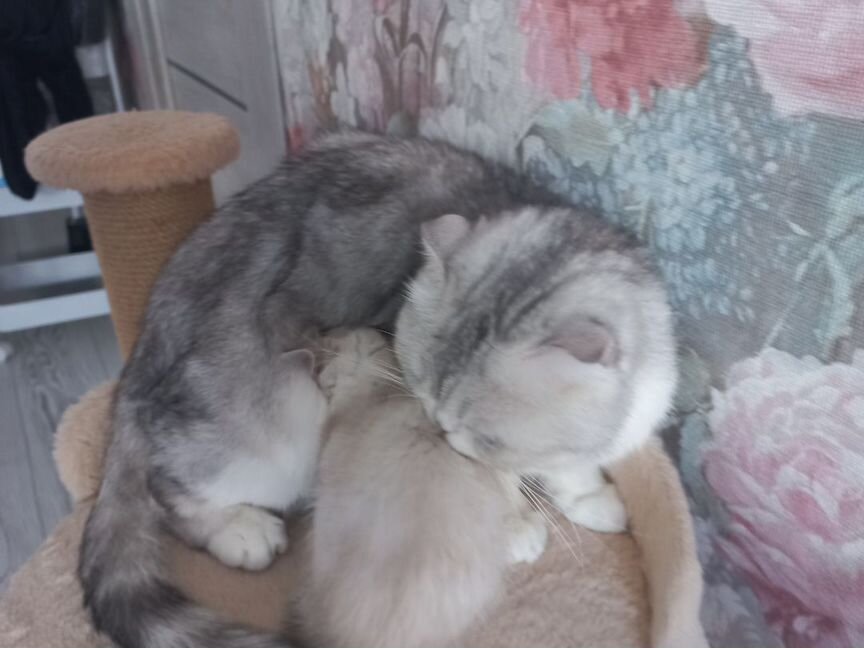 Британские котята