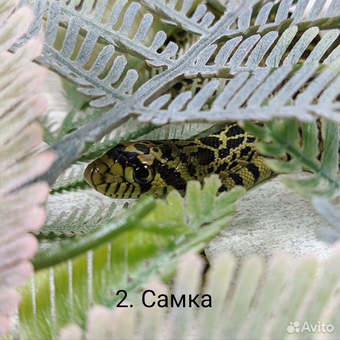 Бычьи змеи
