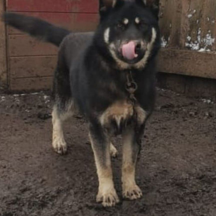 Немецкая овчарка, щенок