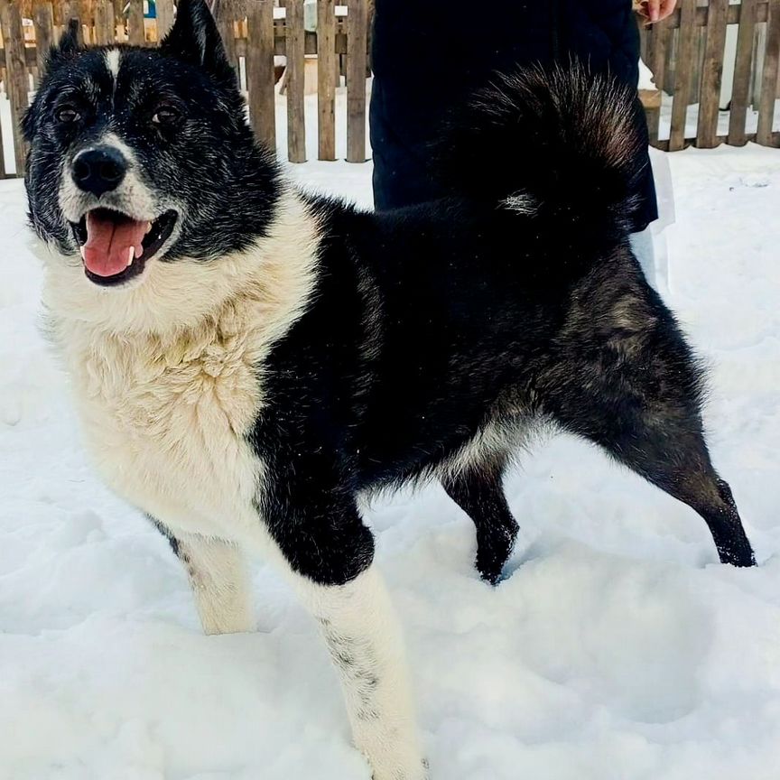 Лайка в добрые руки зсл с рел