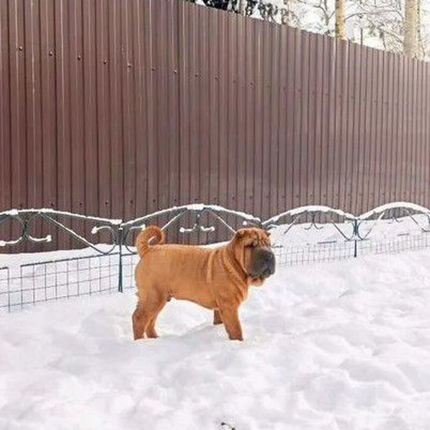 Щенки шарпей
